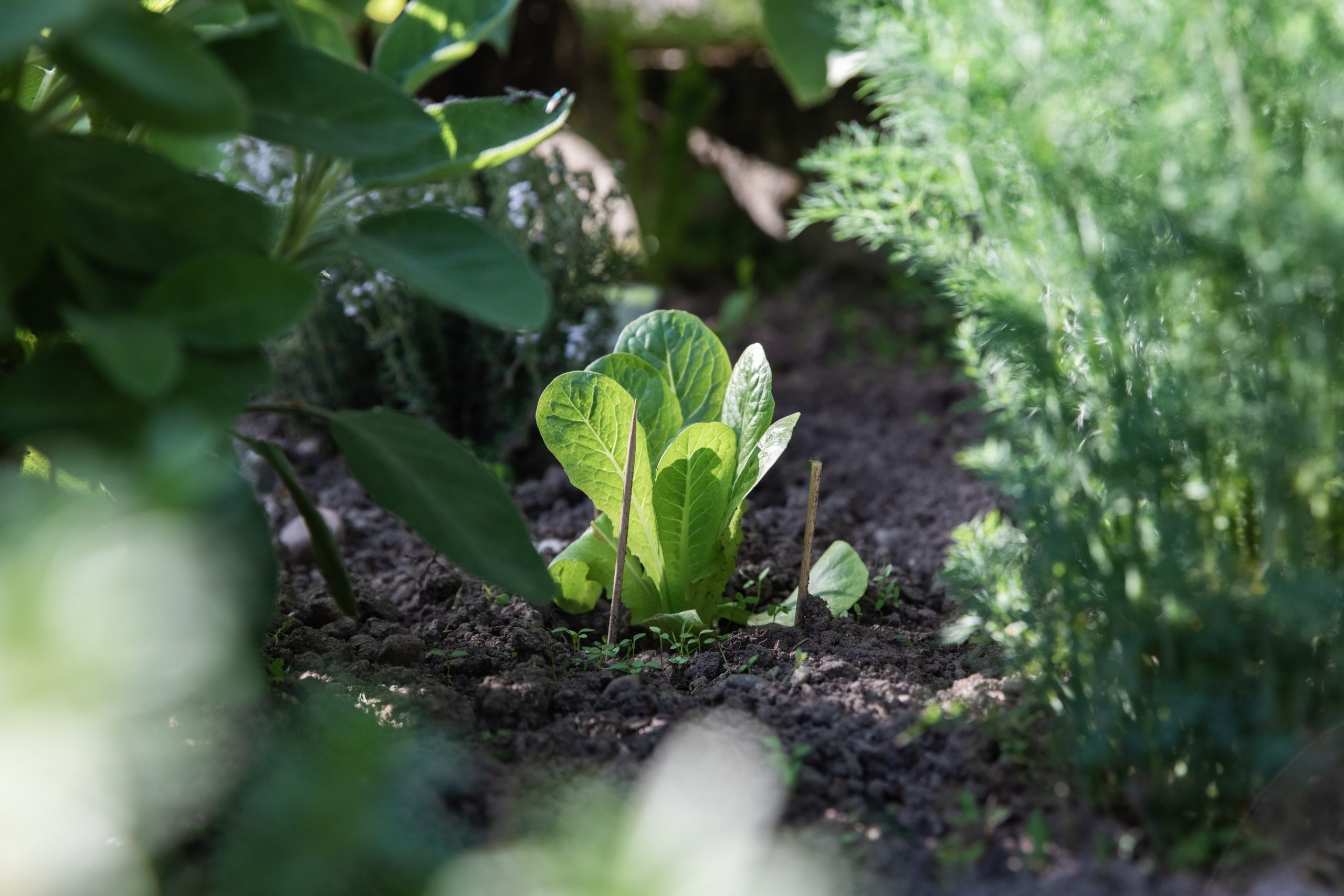 The Biodynamic Way to Grow Healthy Food | Human Body Detectives