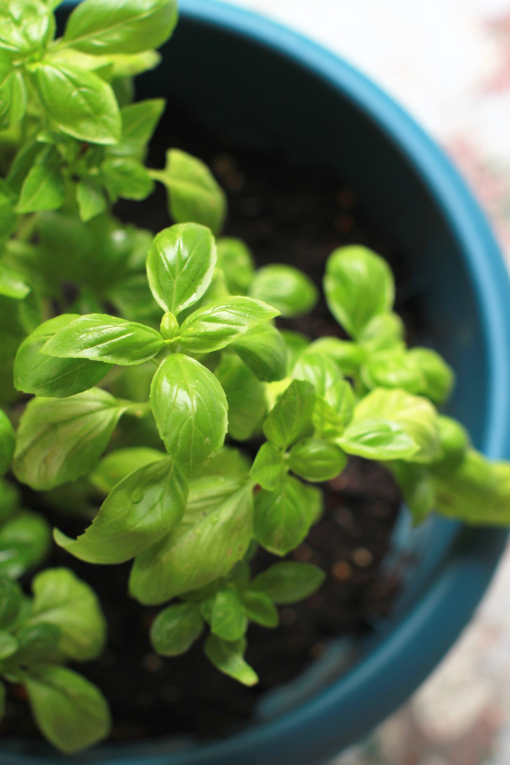 Learn All About Basil In a Short Story | Human Body Detectives